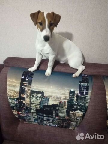 Джек рассел терьер