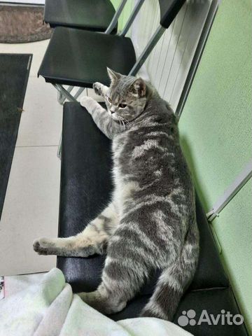 Британская кошка 1 год