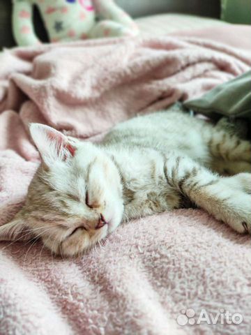 Британский котенок (мальчик)