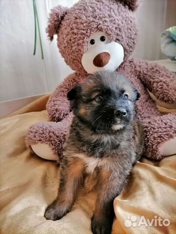 Найдены 1,5 месяца щенки на улице