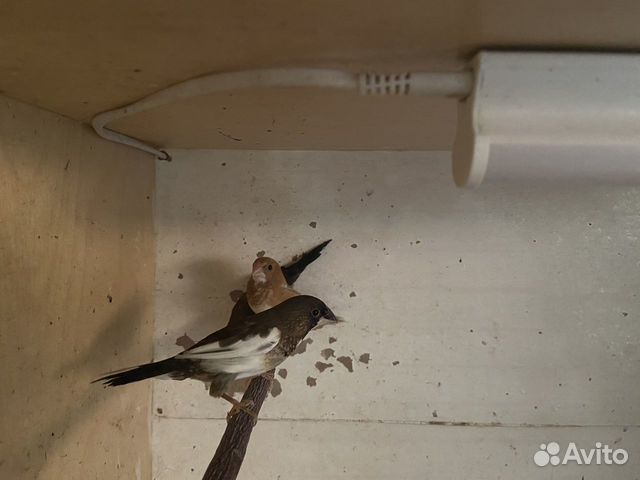 Амадины японские птенцы