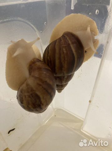 Улитка ахатина