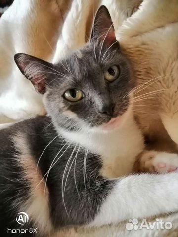 Кошка Троя