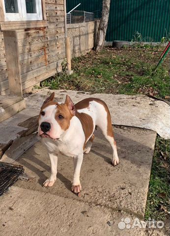 Американский стаффордширский терьер