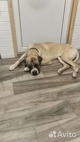 Собака в добрые руки,метис мастифа и боксера,все п