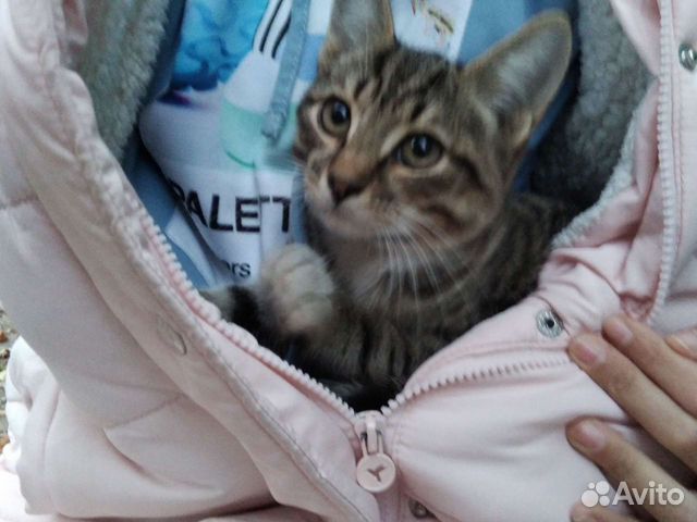 Котик,бесплатно(4 месяца,мальчик)