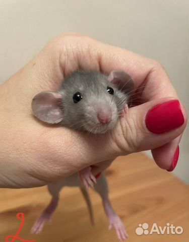 Ушастые крысята