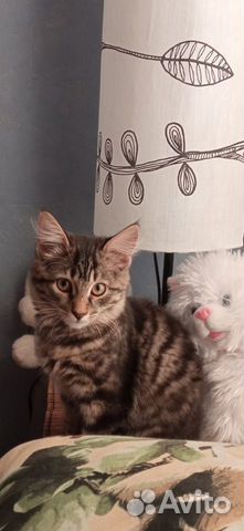 Нафаня-котик, похож на сибиряка