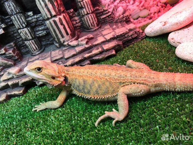 Агама Бородатая (самка)