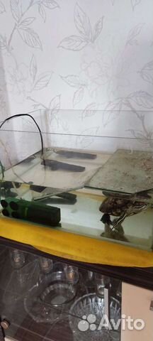 Водяная черепаха