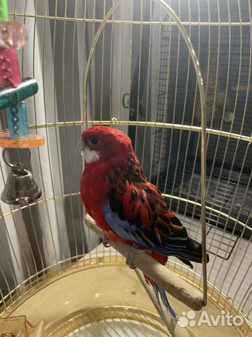Попугай розелла с клеткой