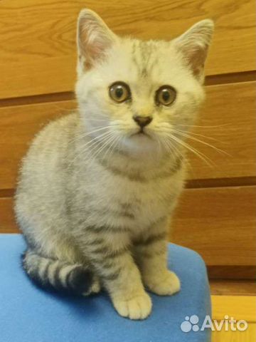 Британский котенок