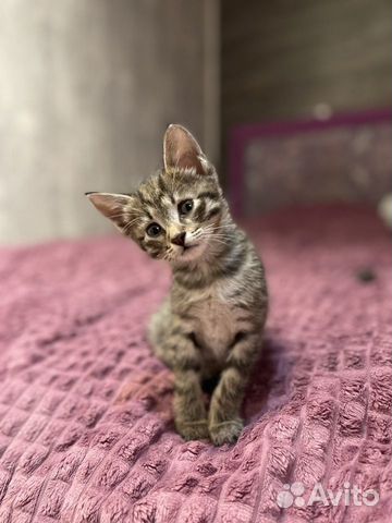 Котята в добрые руки бесплатно