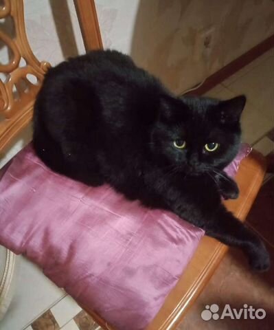 Кошка
