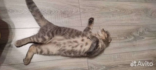 Кошка вислоухая шотландская 7 мес