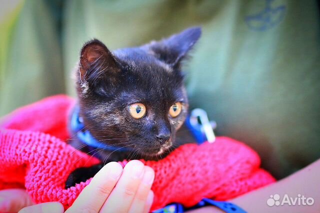 Сладкая булочка, метис британской