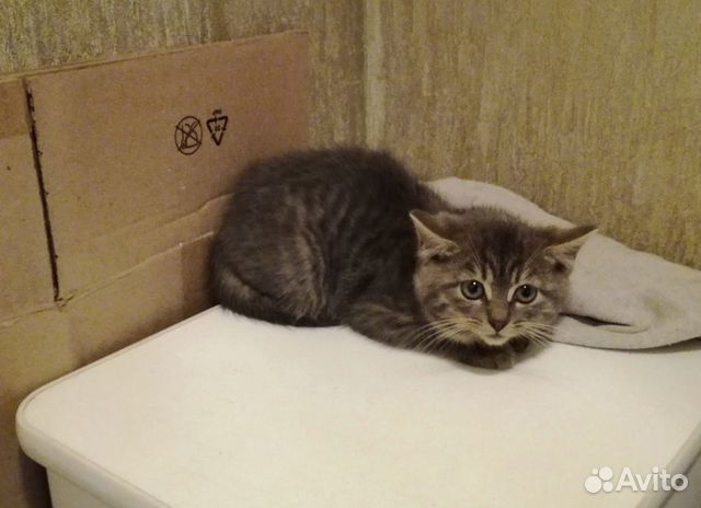 Котенок ищет дом бесплатно