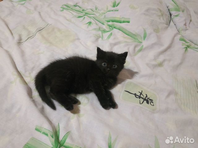 Котеночек ищет дом