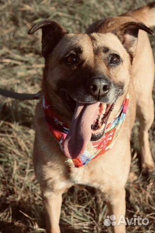 Умер хозяин сдали в приют