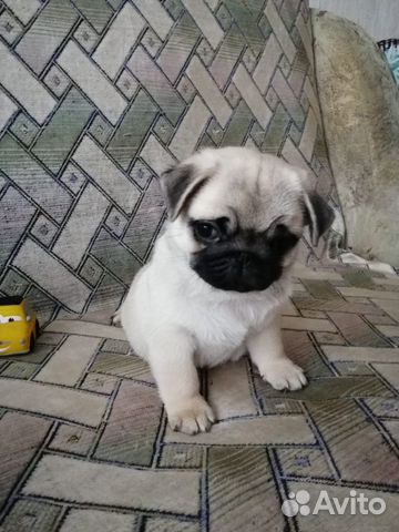 Щенки мопса