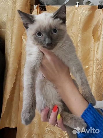Кот 3 мес. Тайский фенотип. Ответственным