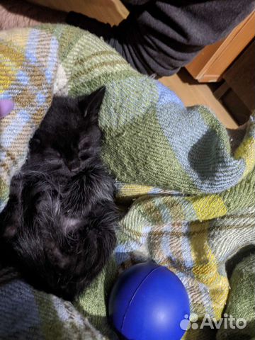 Отдадим котика (чёрненький) в хорошие руки