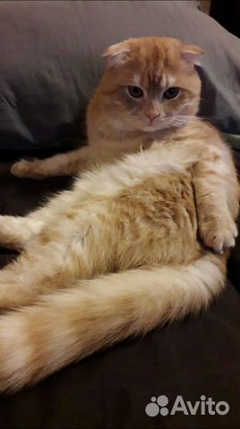 Вислоухий рыжий в добрые руки