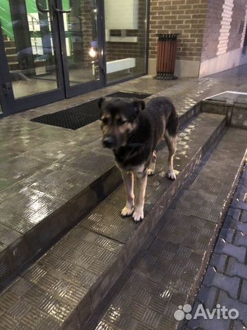 Помогите пристроить собаку