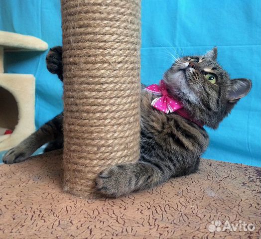 Кошечка для любви