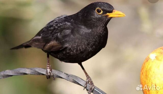 Черный дрозд