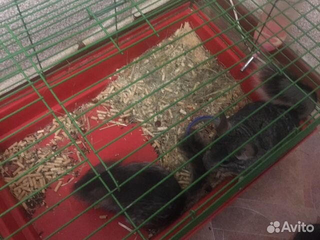 Домашние животные грызуны