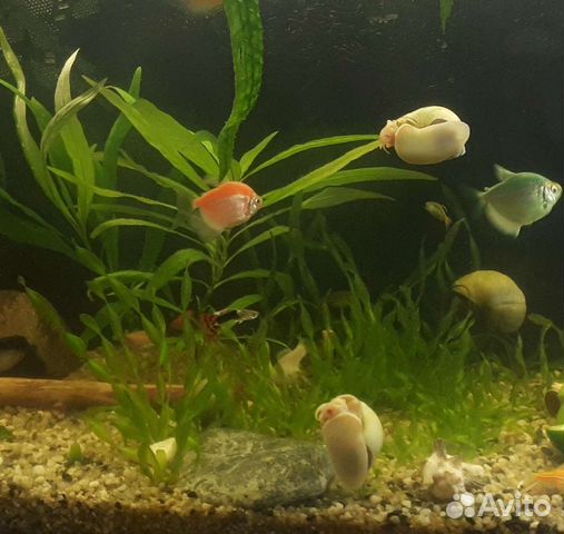 Улитки ампулярии