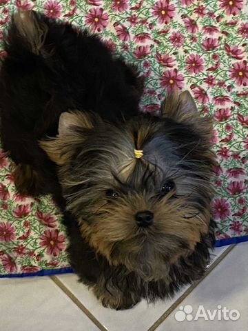 Очень кукольный малыш йорка 3 мес