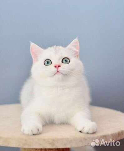 Британский котик шиншиленок