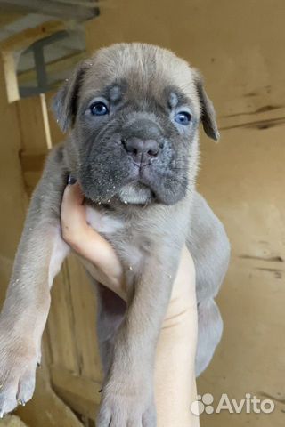 Кане Корсо - шикарные блондины форментино