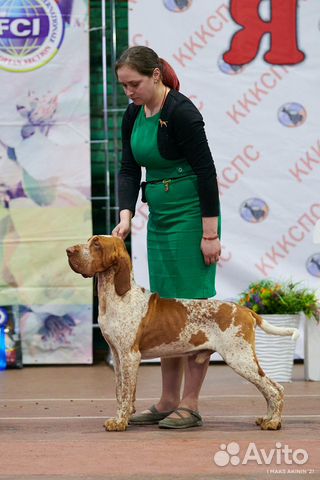 Щенки Бракко Итальяно (Итальянский пойнтер)