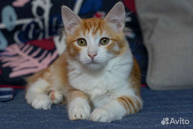 Котенок Тося 6 месяцев в хорошие руки