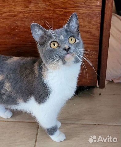 Котенок полубританка, 4 месяца