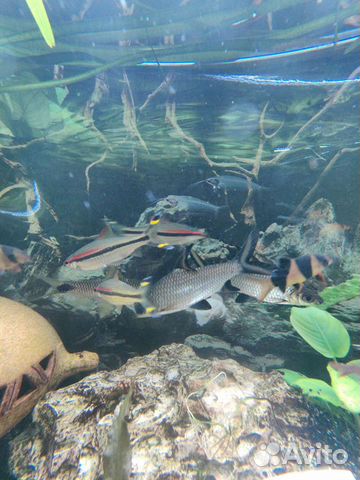 Акулий Балу, цена за пару