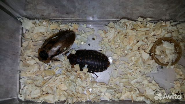 Тараканы Мертвая голова (Blaberus craniifer)