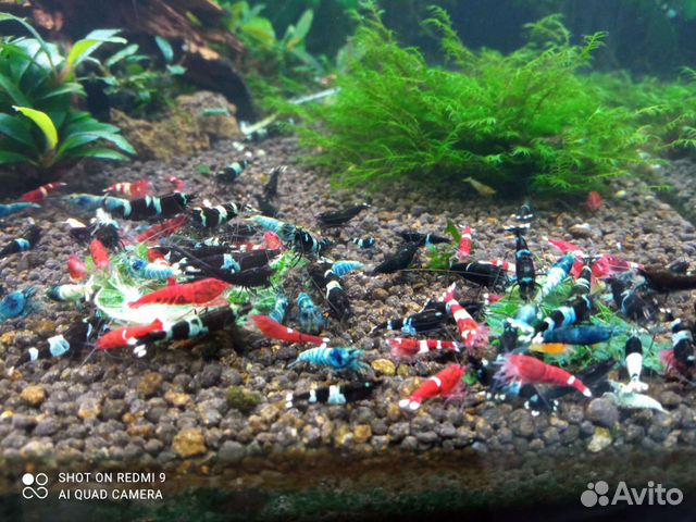 Креветки Тайвань