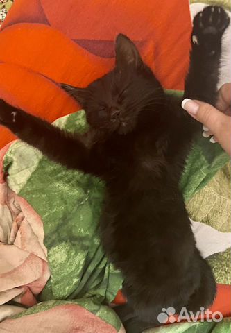 Котенок в добрые руки