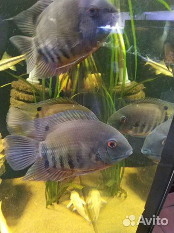 Рыба северум