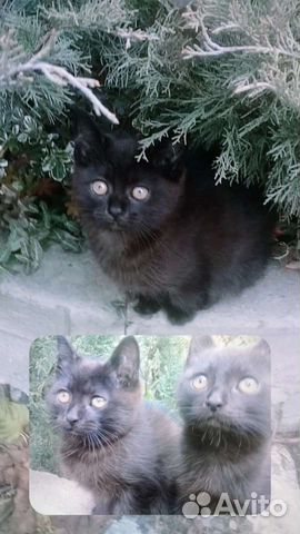 Котята - Ночка и Тучка