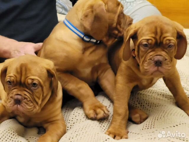 Бордоский дог