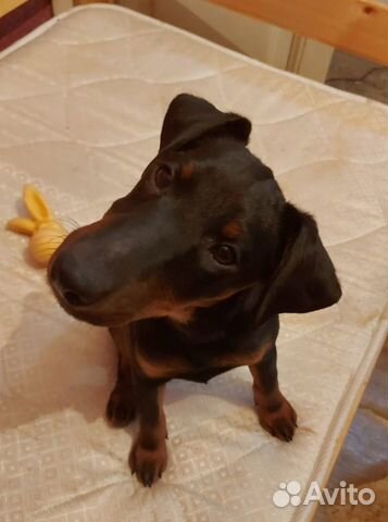 Щенок Ягдтерьер девочка