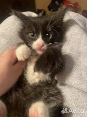 2-х месячный котенок Вениамин ищет дом