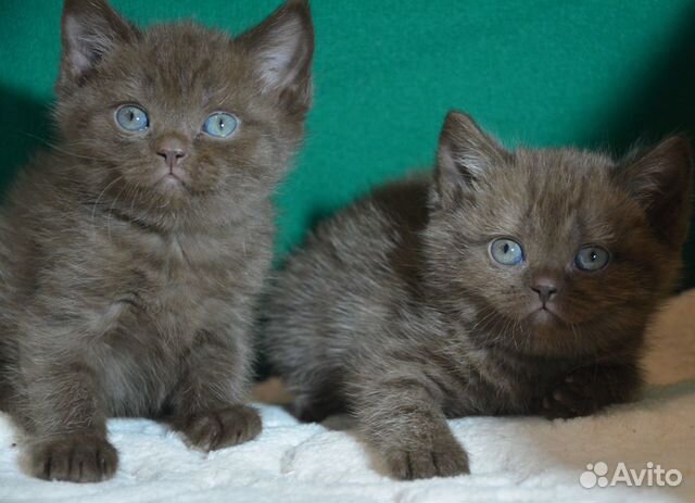 Шоколадные бритиши