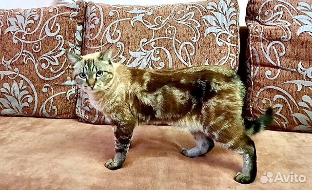 Сара-голубоглазая кошечка с шикарным окрасом мщет