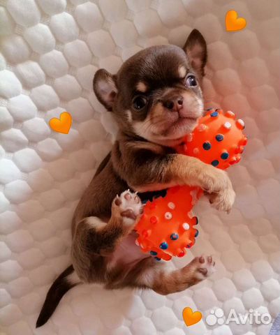 Шоколадная мечта